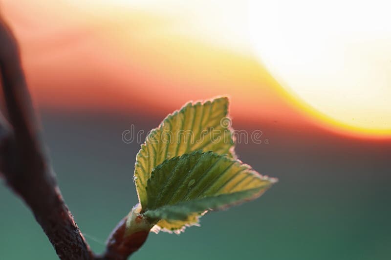 Spring Fresh Leaves on a Tree Sunset Stock Image - Image of freshness ...