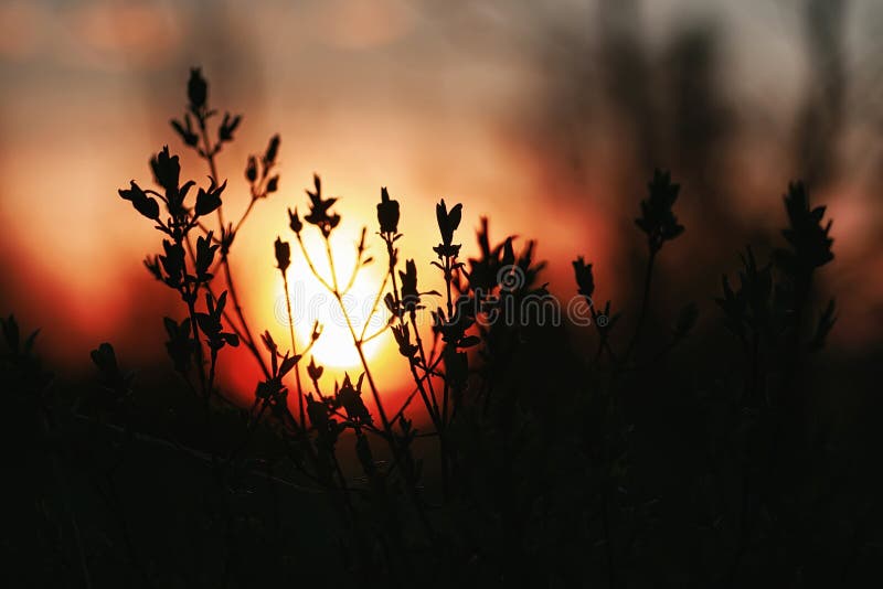 Spring Fresh Leaves on a Tree Sunset Stock Image - Image of outdoors ...