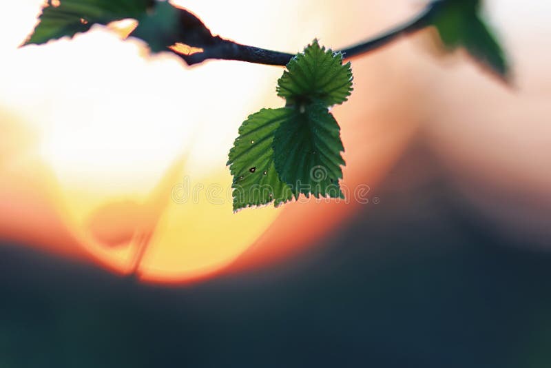 Spring Fresh Leaves on a Tree Sunset Stock Photo - Image of branch ...