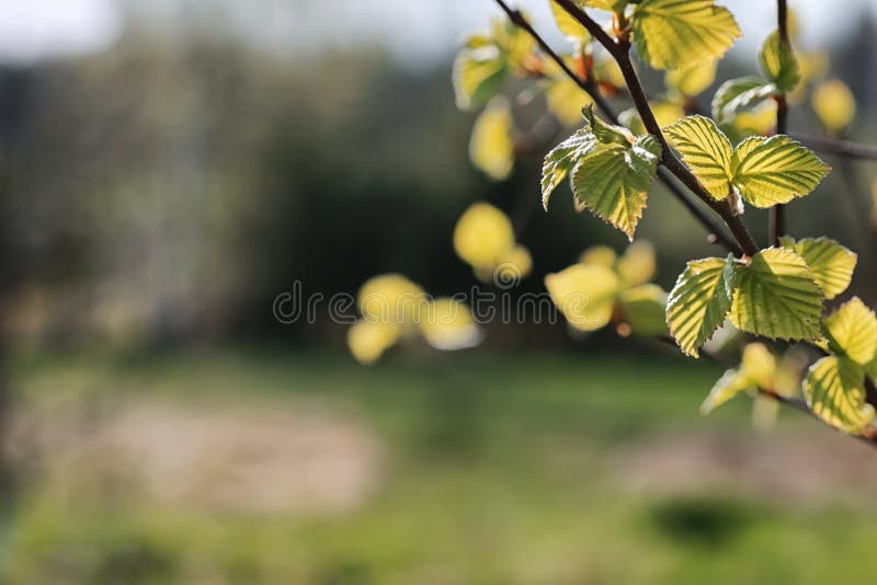 Spring Fresh Leaves on a Tree Sunset Stock Image - Image of foliage ...
