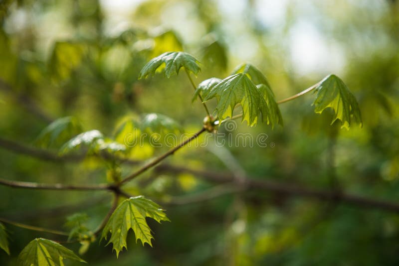 Spring Fresh New Green Leaves Glowing in Sunlight Stock Photo - Image ...
