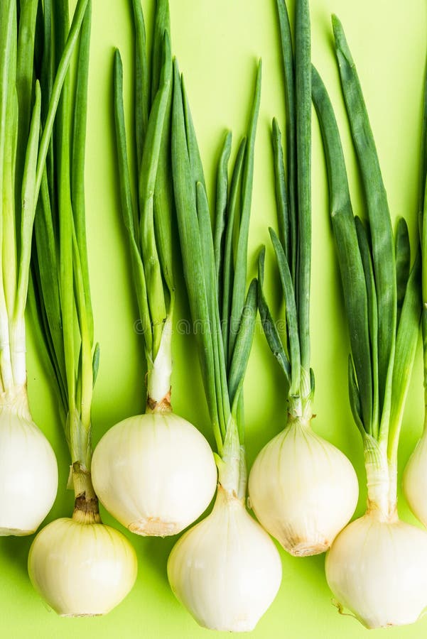 Spring Fresh Onion Flat Lay on Pastel Background Stock Image - Image of ...