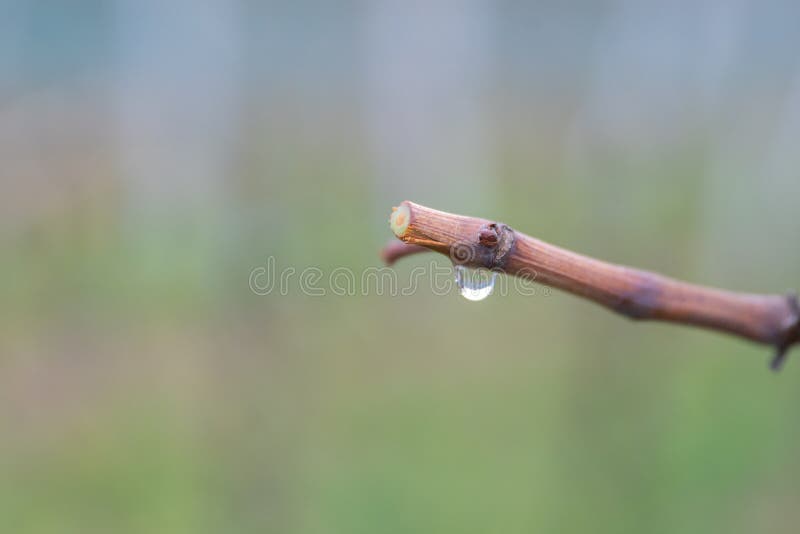 Vineyard in spring stock photo. Image of tree, closeup - 244504532