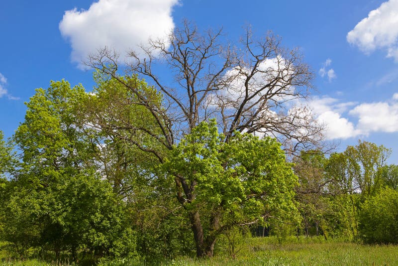 Fresh spring nature stock image. Image of clouds, plant - 108511125