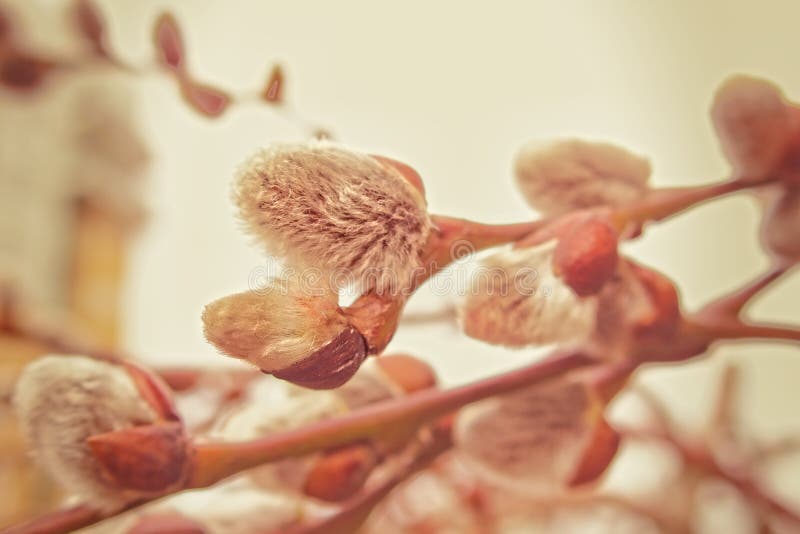 Spring Fresh Willow Twig with Catkins of Warm Pastel Color Stock Image ...