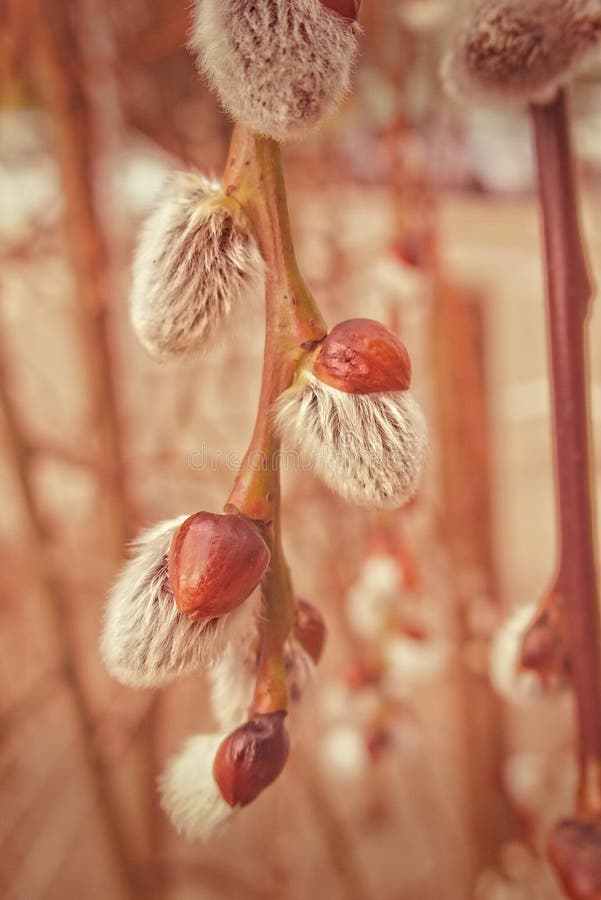 Spring Fresh Willow Twig with Catkins of Warm Pastel Color Stock Photo ...