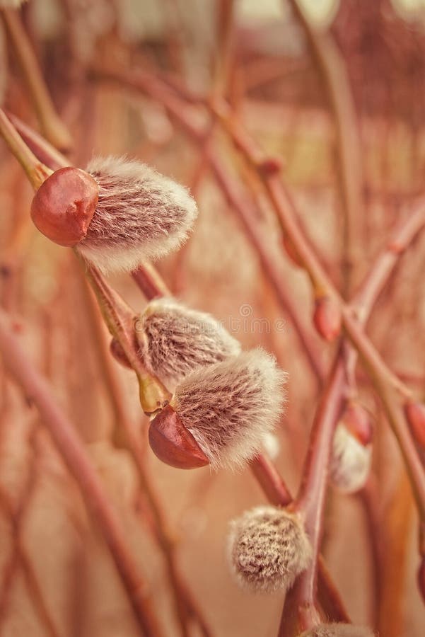 Spring Fresh Willow Twig with Catkins of Warm Pastel Color Stock Image ...