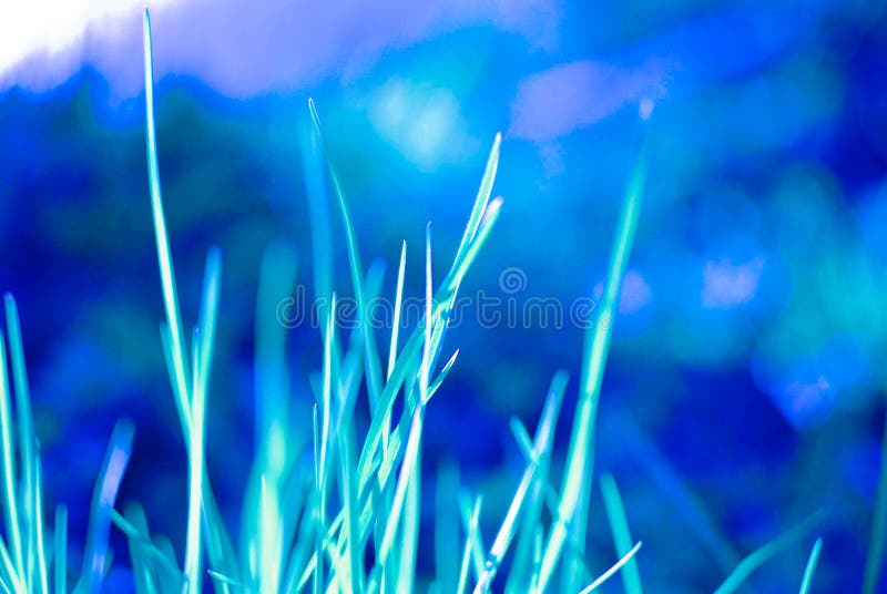 Spring Fresh Young Grass. Sun Shines on the Summer Grass Stock Image ...