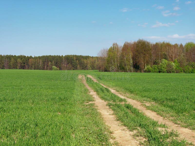 Spring Fresh Young Greens in the Field and Forest Stock Image - Image ...