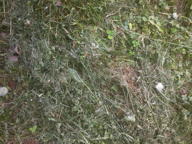 Cut grass stock image. Image of field, freshly, spring - 116468211