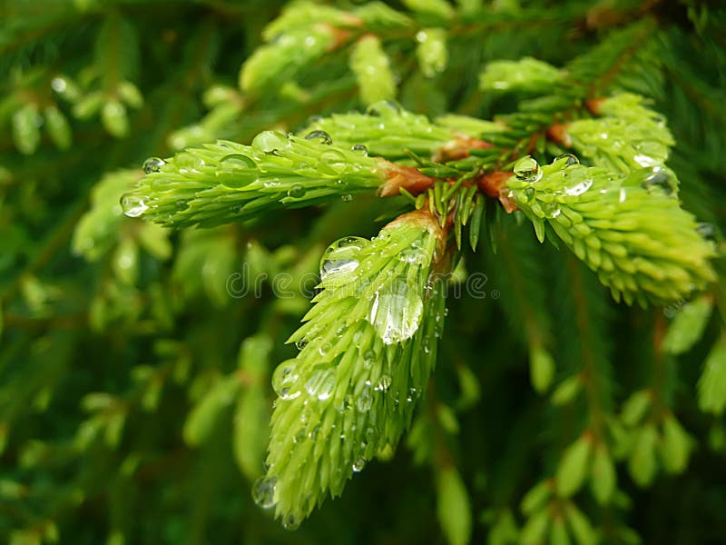 Spring freshness stock image. Image of nature, drops - 11064163
