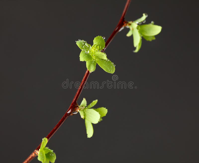 Spring freshness stock photo. Image of fresh, brown, detail - 83383372