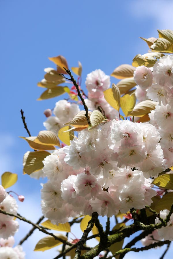Spring freshness stock image. Image of green, white, flowers - 41030781