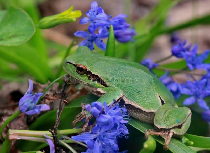 Spring frog on the flower stock image. Image of frog - 112403717