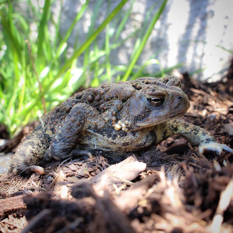Spring stock photo. Image of scenery, spring, frog, nature - 70112070