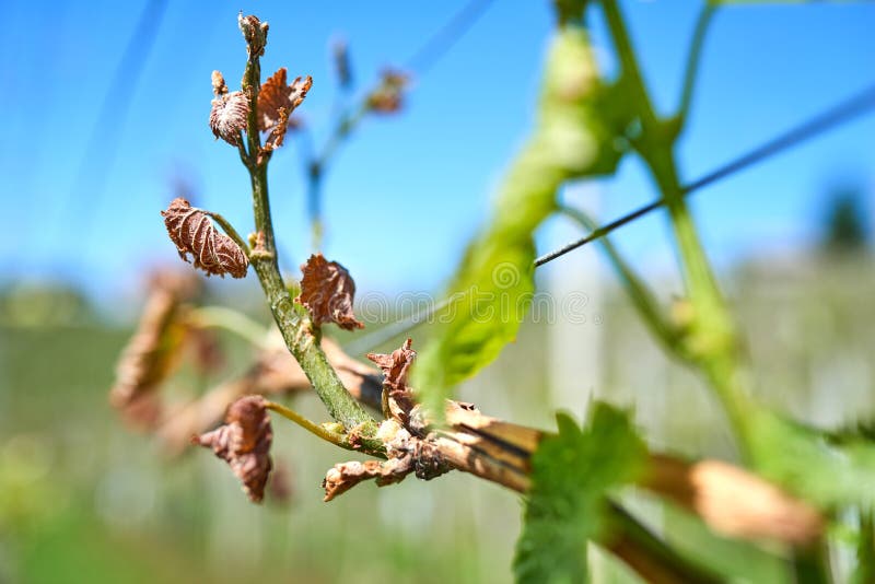 Spring Frost Damage in Vineyard. Stock Photo - Image of vineyard ...
