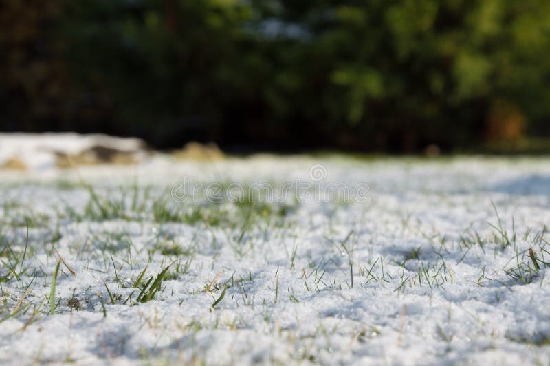 Spring Frost, Green Grass Covered with White Snow Stock Image - Image ...