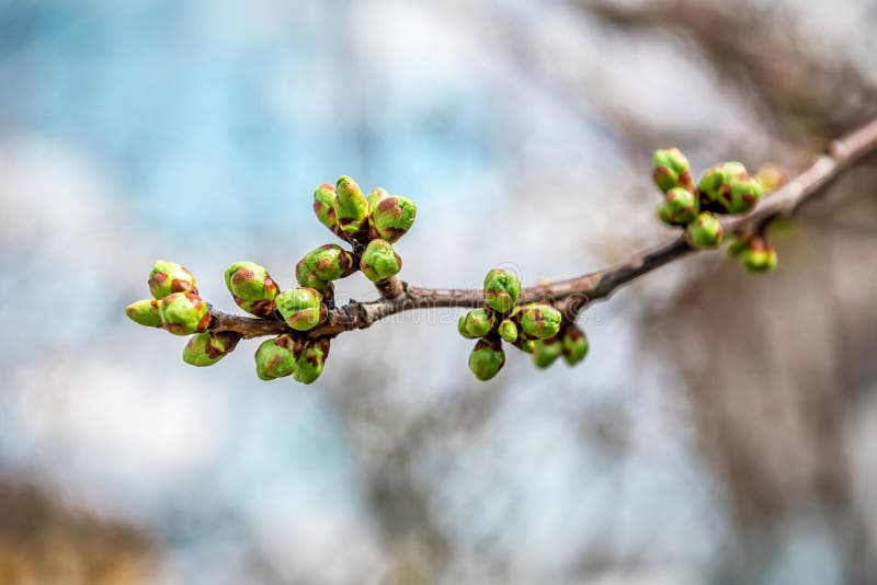 Spring Fruit Tree Branch with Green Buds Stock Photo - Image of fresh ...