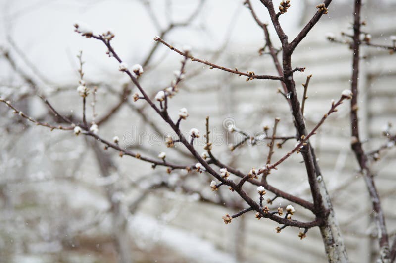 Spring Fruit Tree Buds Under Layer of Snow in Garden Orchard Stock ...