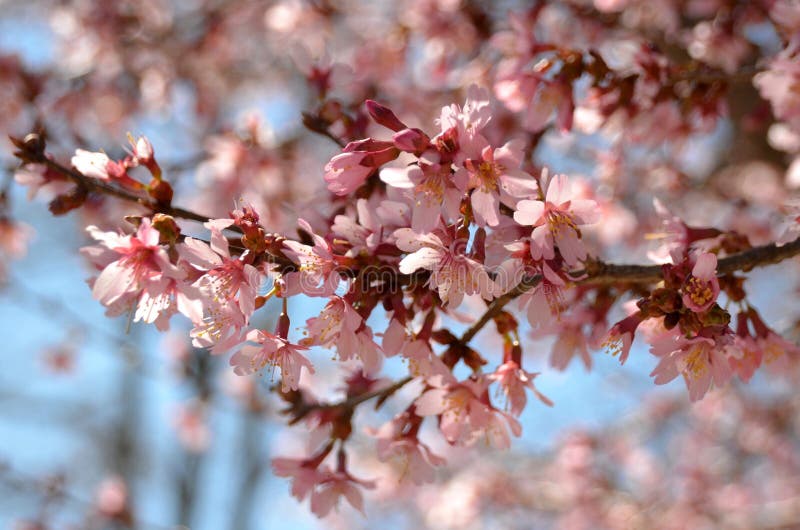 Spring Fruit Tree stock photo. Image of flowers, pink - 142816796