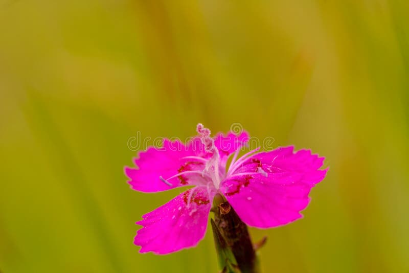 A Small, Tiny, Intensely Purple Meadow Flower. Stock Image - Image of ...