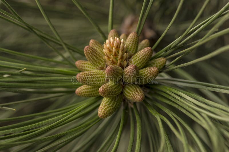The Top of a Pine Shoot, Visible Buds (beginnings) of Shoots and Cones ...