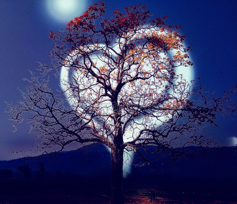 Spring Full Moon Night with Love. Stock Photo - Image of tree, blue ...