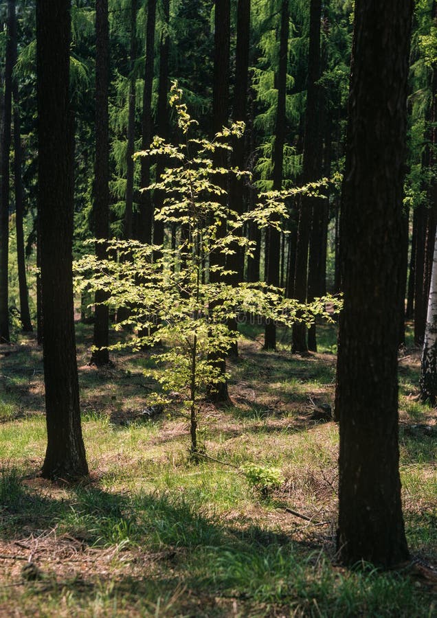 Spring in full swing stock photo. Image of scenic, tree - 241583236