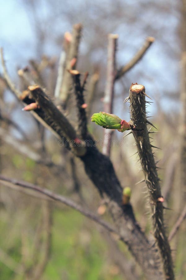 Spring is in full swing. stock photo. Image of natural - 161860640
