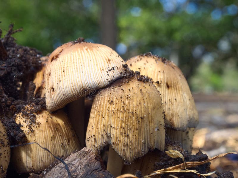 Basket with mushrooms stock photo. Image of pepper, aspen - 60060070