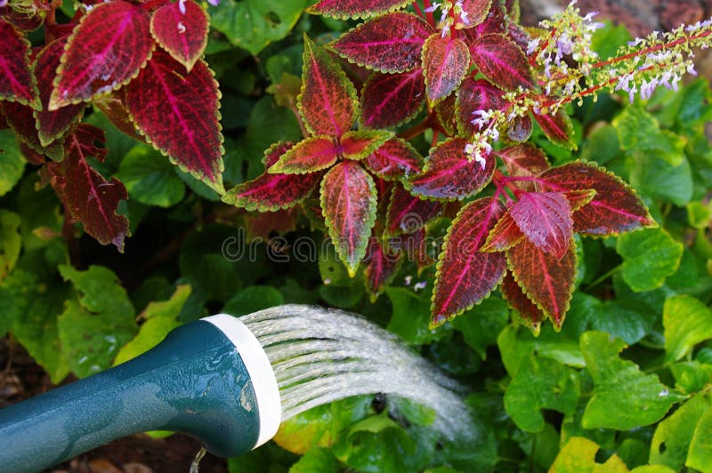 Spring garden stock image. Image of leisure, beauty, alive - 1154877