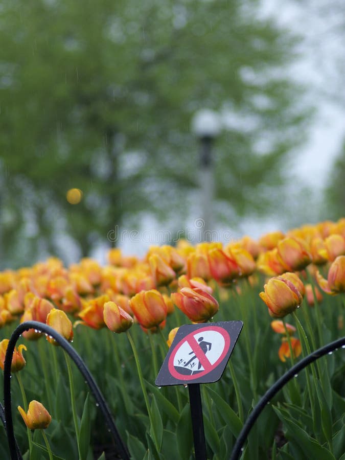 Spring garden stock image. Image of tulip, humid, floral - 13338541