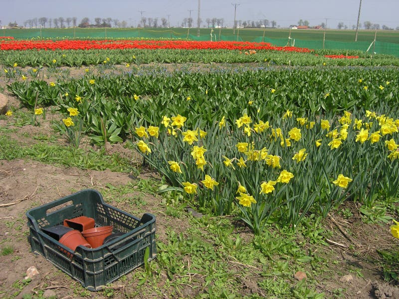 Spring garden stock image. Image of plant, garden, grass - 2058195