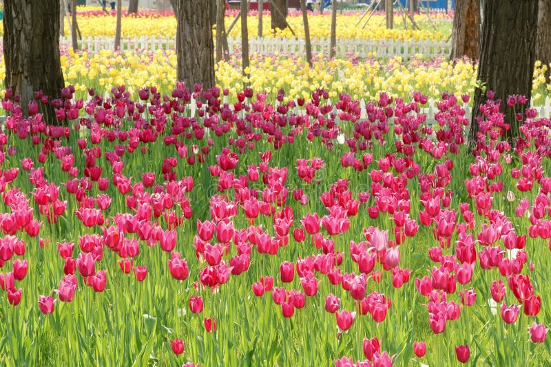 Spring garden stock image. Image of park, garden, flowers - 25120487