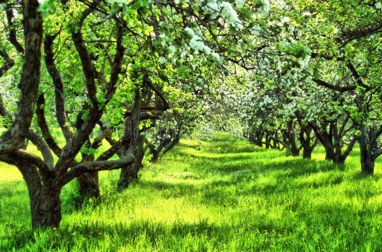 Spring garden stock image. Image of garden, blooming, ornamental - 4891853