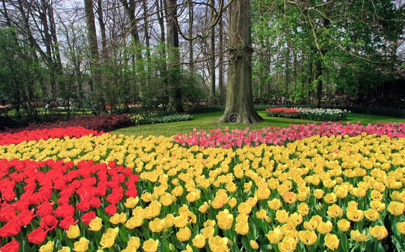 Spring garden stock image. Image of flower, keukenhof - 2258937
