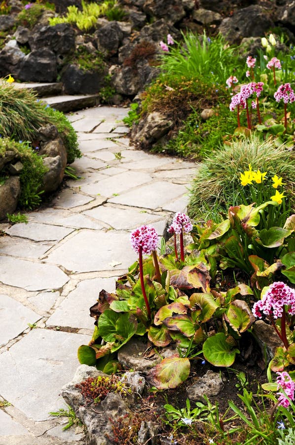 Spring garden path stock image. Image of candytuft, bergenia - 24615947
