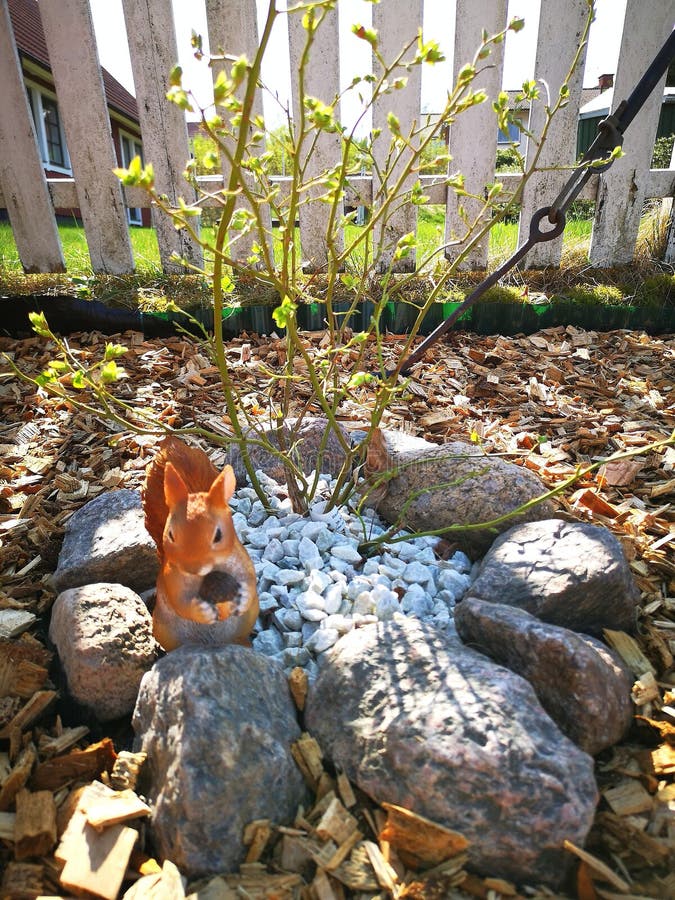 Spring garden animal stock photo. Image of stones, animal - 147016560