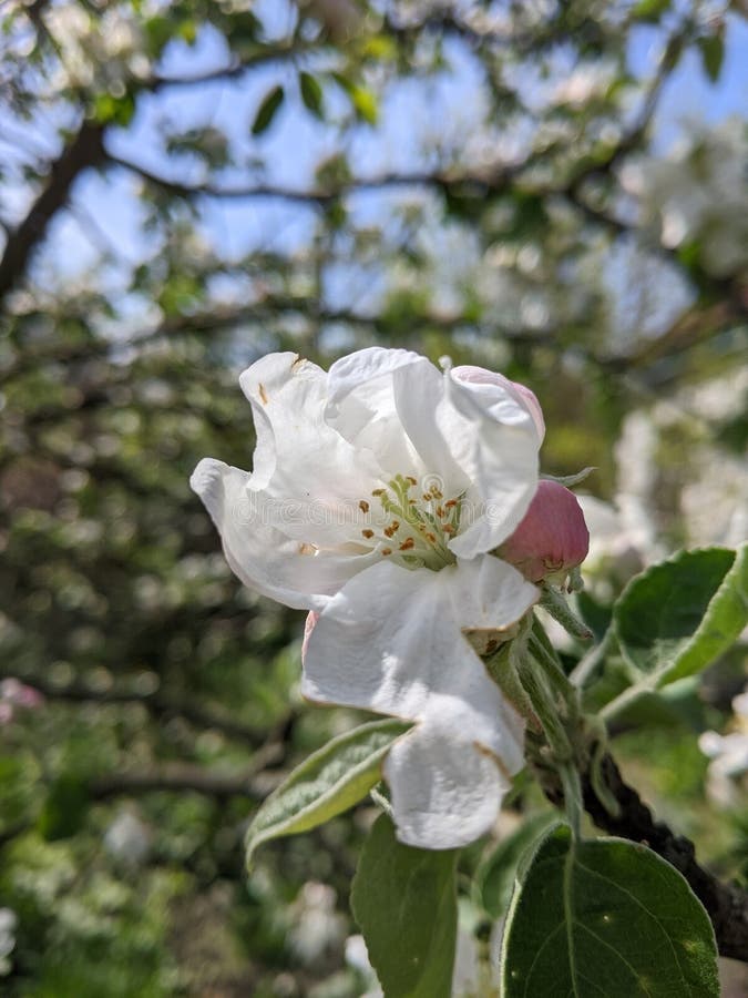 Spring. Garden. Apple Tree Fruit Trees Stock Image - Image of dozens ...