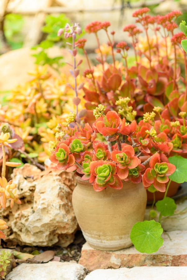 Spring Garden. Beautiful Succulent in Garden. Stock Image - Image of ...