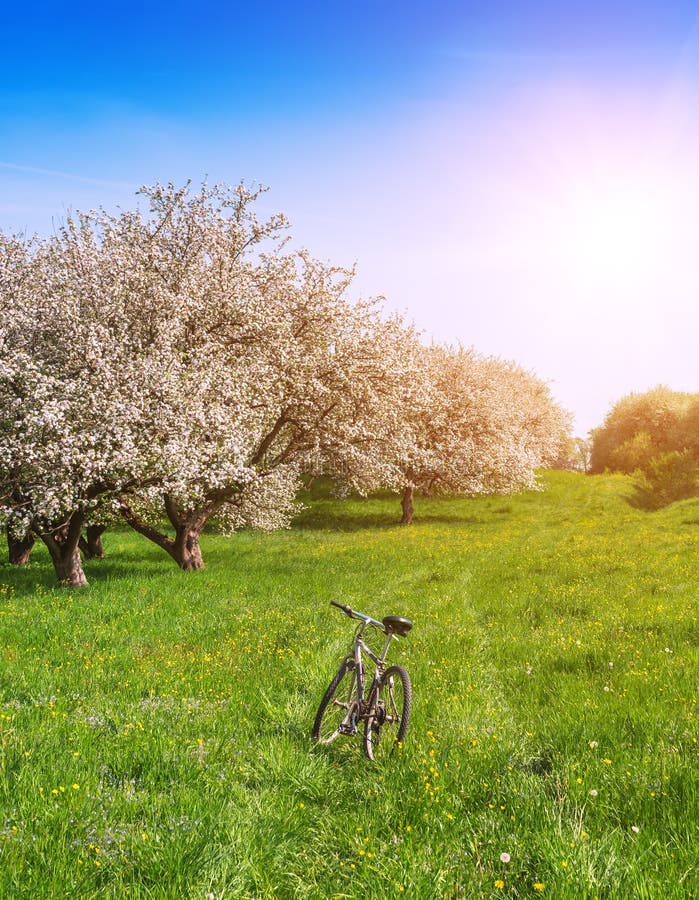 Spring garden and bike stock photo. Image of adventure - 72548848
