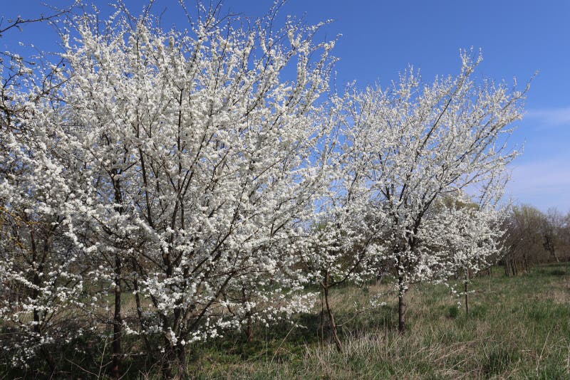 Blooming fruit tree in May stock photo. Image of fruit - 181261876