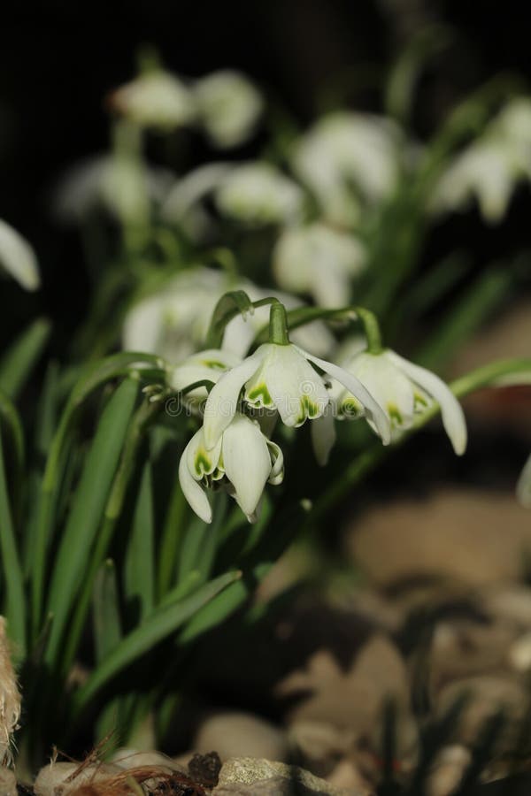Blooming Snowdrops stock photo. Image of spring, nice - 118718012 Blooming Snowdrops stock photo. Image of spring, nice - 118718012