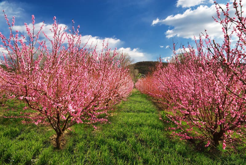 Spring garden stock photo. Image of japanese, nature - 56316432