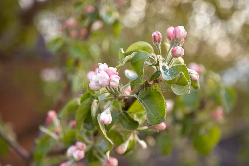 Spring Garden. Blooming Twig of Apple Tree. Copy Space Stock Photo ...