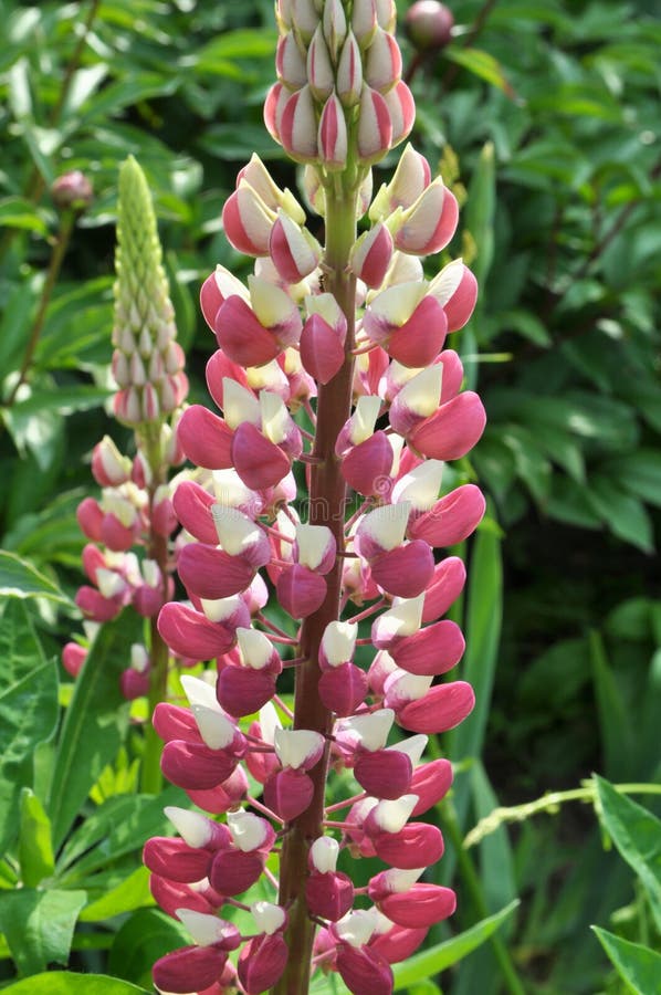 Lupine Blooms in the Spring Garden Stock Image - Image of field, blue ...