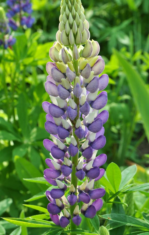 Lupine Blooms in the Spring Garden Stock Image - Image of lupin, meadow ...