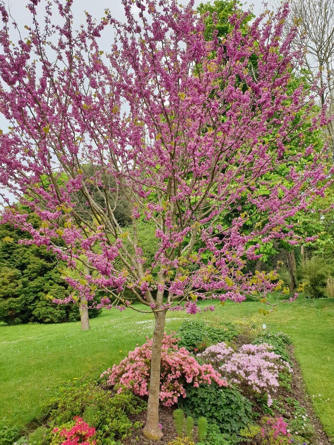 Cercis Chinensis Blooming in the Japanese Spring Garden Stock Photo ...