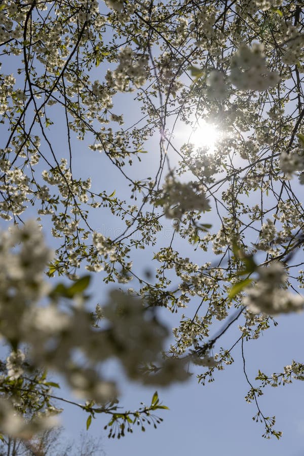 Spring Garden with Cherry Blossoms in Sunny Weather Stock Image - Image ...