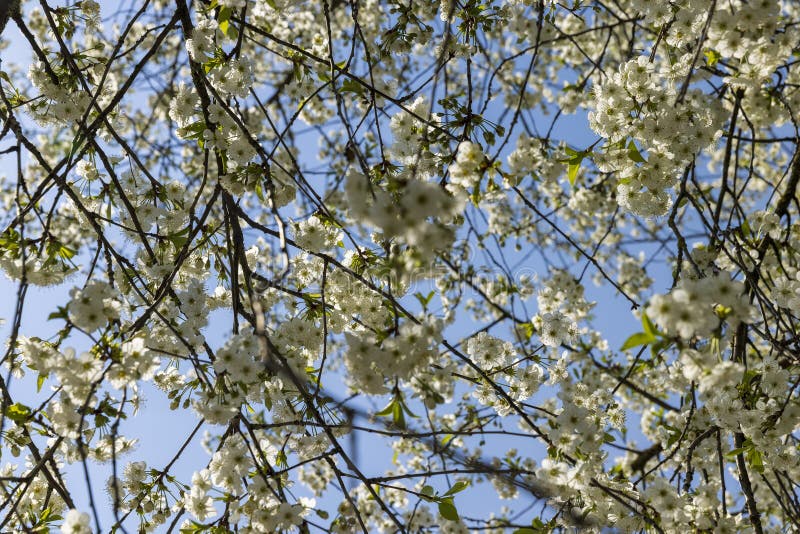 Spring Garden with Cherry Blossoms in Sunny Weather Stock Image - Image ...
